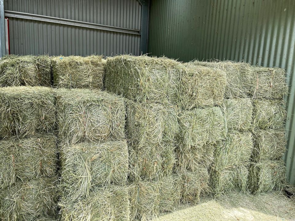 Teff Hay | Hartley Equine