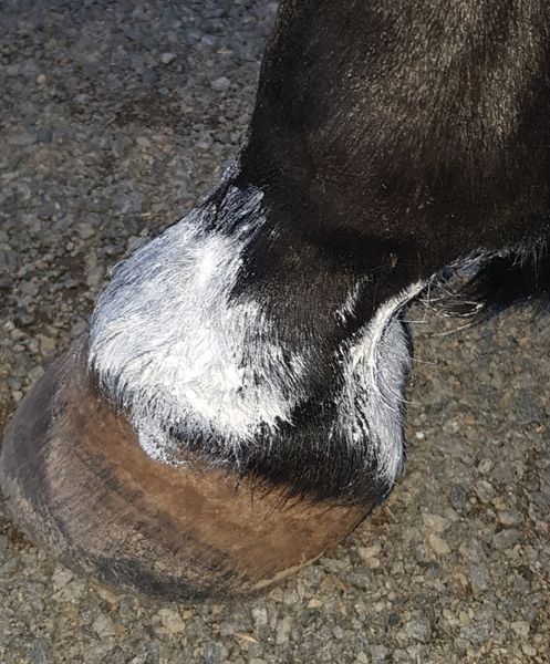 The Hoof Co Zinc Putty | Hartley Equine